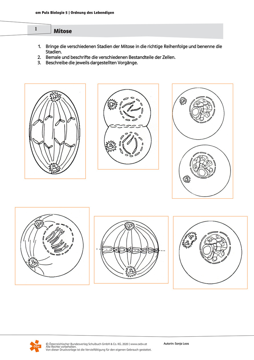 Arbeitsblatt: Schritte Der Mitose Zellzyklus: Phasen, Regulation Und