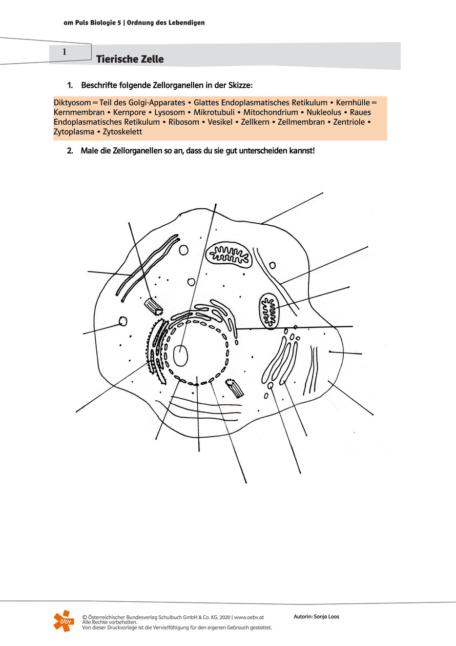 Zellorganellen Beschriften Freies Lehrbuch Biologie: 06.03: Die Zelle