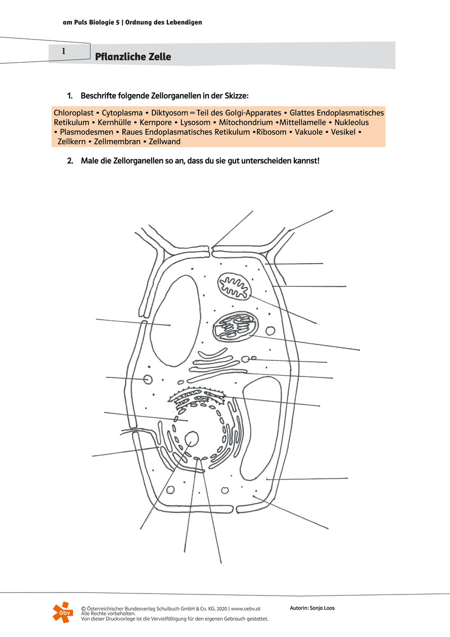 Zellorganellen Pflanzenzelle Pflanzenzelle Und Tierzelle: Aufbau Und